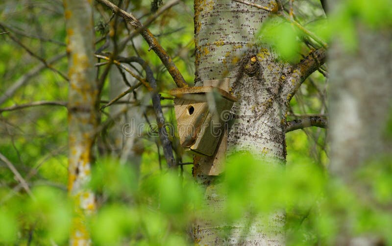 Bird Box Disguised between the Branches Stock Image - Image of outdoor ...