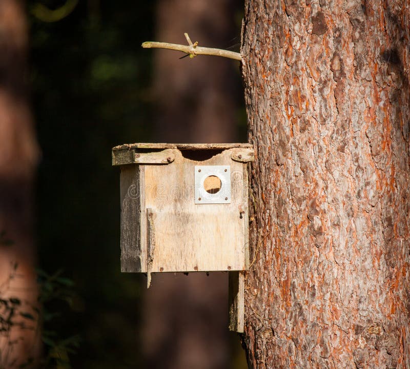 Bird box stock photo. Image of wood, stand, bird, colourful - 77140312