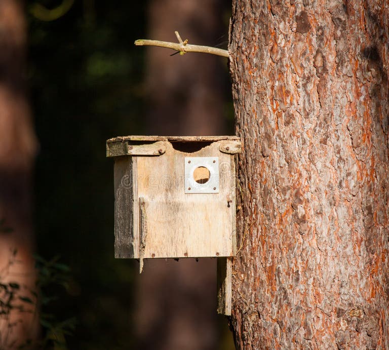 Bird box stock photo. Image of wood, stand, bird, colourful - 77140312