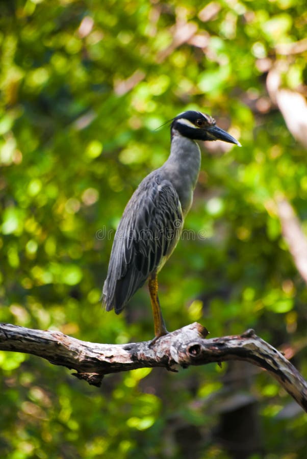 The Bird On A Branch The Beginning Of Spring Stock Photo - Image of ...