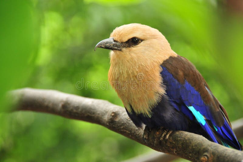Bird on a branch stock photo. Image of stunning, aviary - 13489216