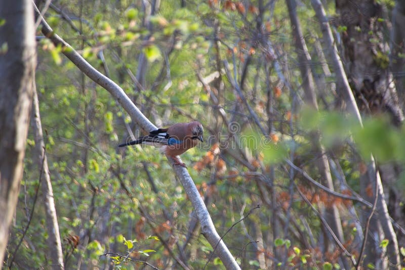 A bird on a branch stock image. Image of tree, colorful - 261354141