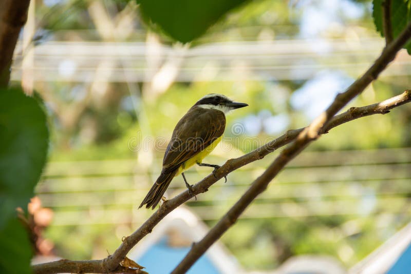 A Bird on a Branch of a Blackberry Tree. Stock Photo - Image of animals ...