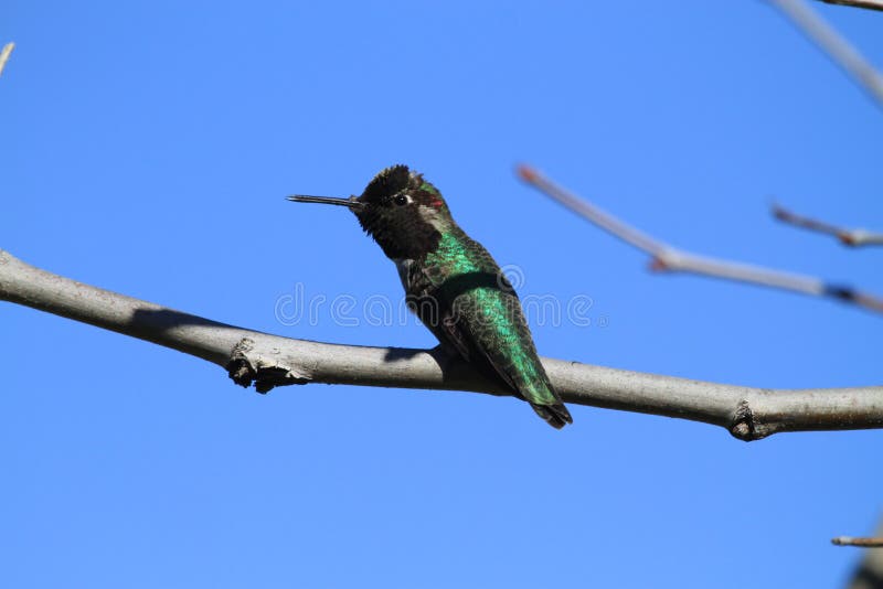Hummingbird on branch stock image. Image of side, hummingbird - 31105085