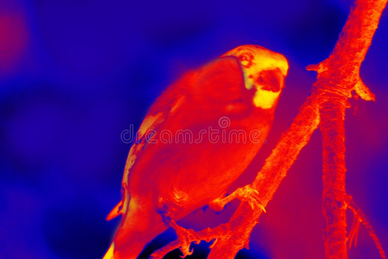 A Bird on a Branch Infrared Stock Image - Image of analysis, increase ...