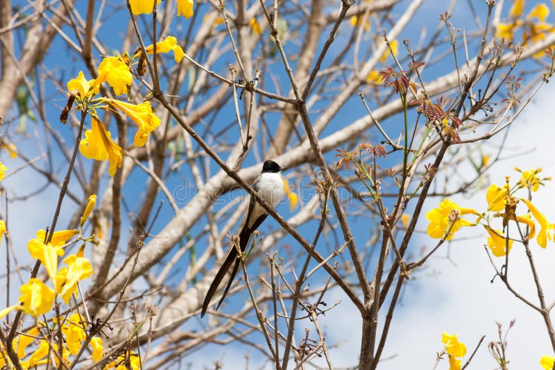 Bird on the Branch of the Ipê Tree Stock Image - Image of flower ...