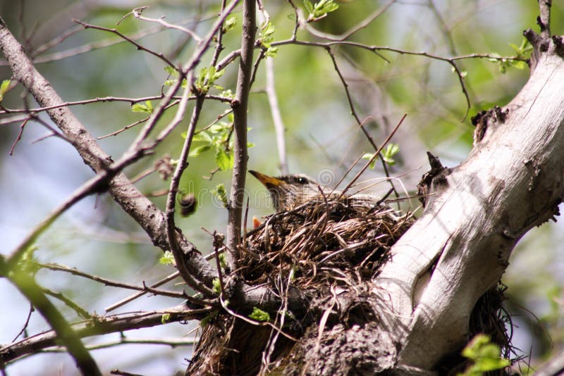 A Bird on a Branch in the Nest. Photo Stock Photo - Image of genuine ...