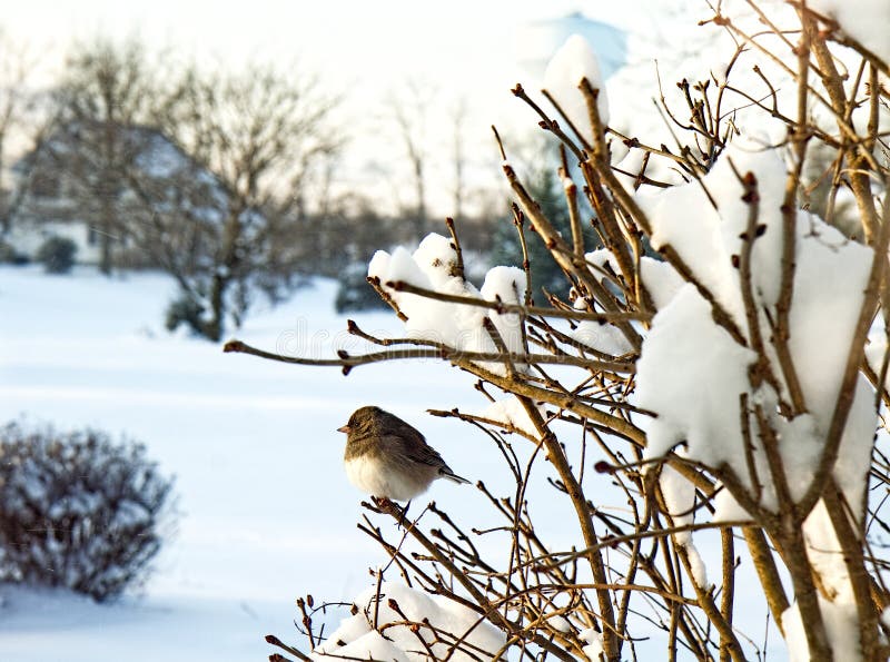 Bird on Branch - Snow Storm Stock Photo - Image of yard, snow: 36419252