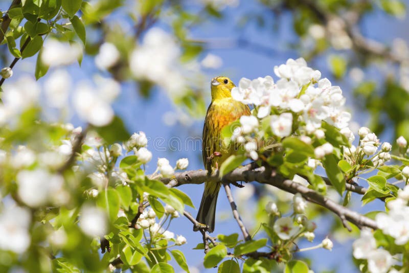 Bird among the Branches of a Flowering Tree Stock Photo - Image of ...