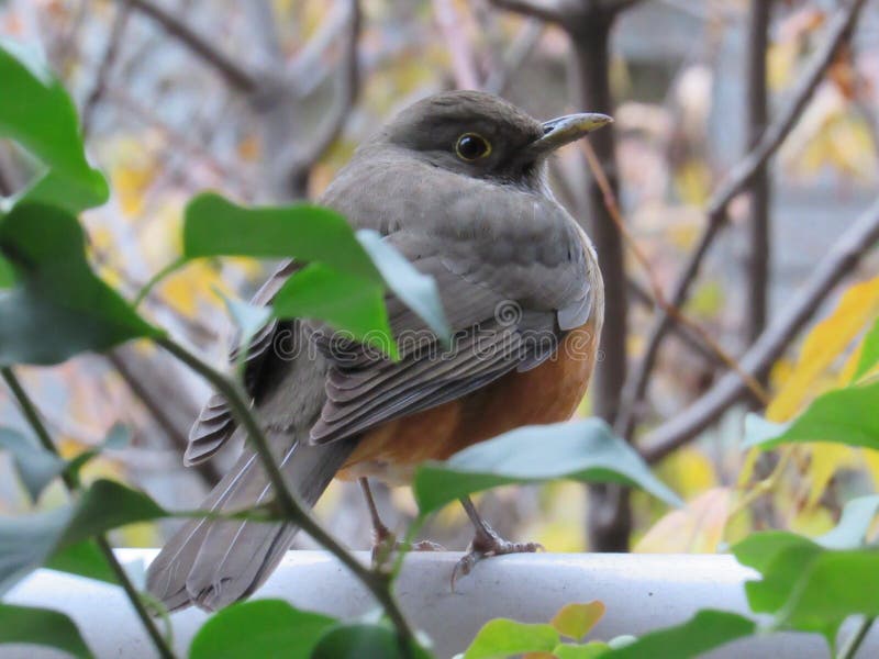 Bird between Branches and Leaves Stock Image - Image of argentinian ...