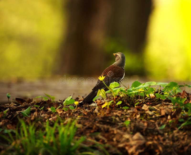 Bird Brown Thrush in Summer Green Forest Blooming Glade Stock Image ...