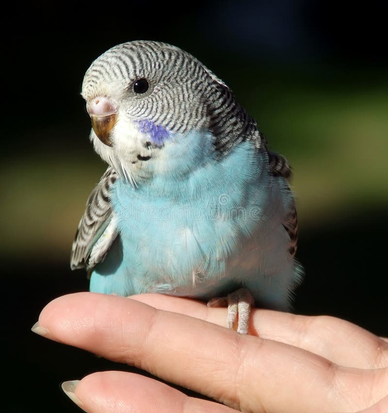 Bird - Budgeriegar stock photo. Image of parakeet, baby - 1935274