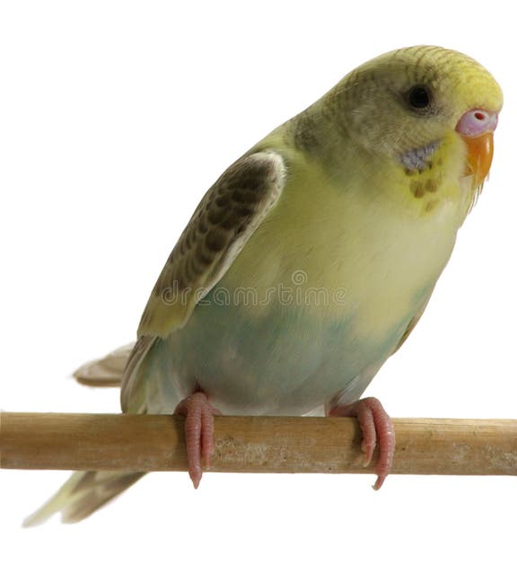 Bird - Budgie stock photo. Image of parakeet, perch, colour - 465654