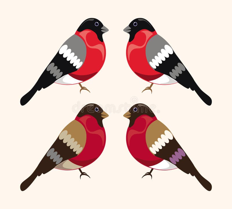 Snowbird Stock Illustrations – 111 Snowbird Stock Illustrations ...