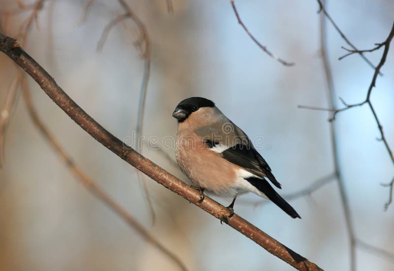 The Bullfinch Sits on a Tree. Siberia. Stock Image - Image of mountain ...