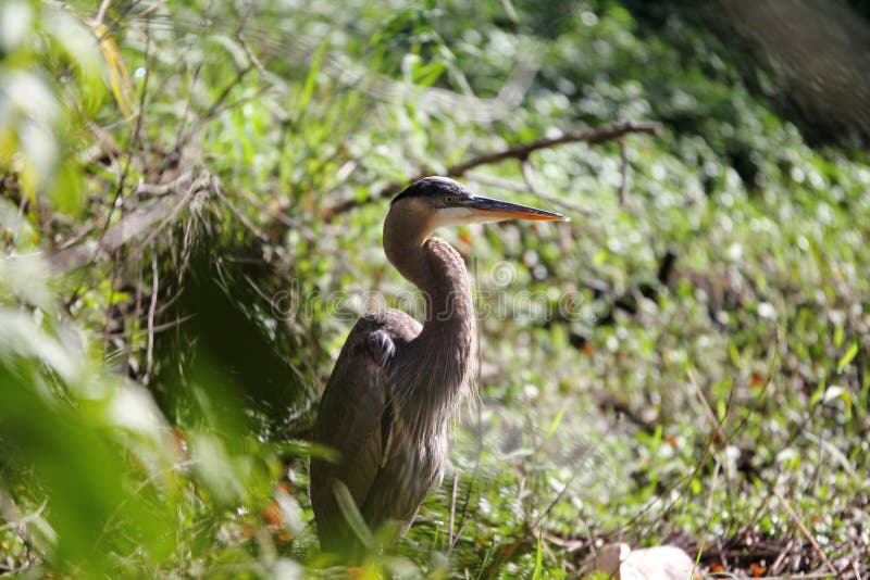A bird in the bush stock photo. Image of great, tropical - 47557648