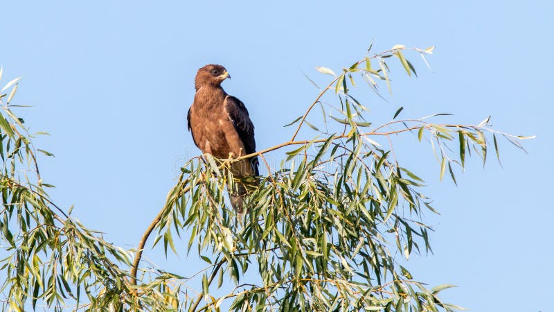 Bird Buzzard Sitting on a Tree Stock Image - Image of animal, hawk ...