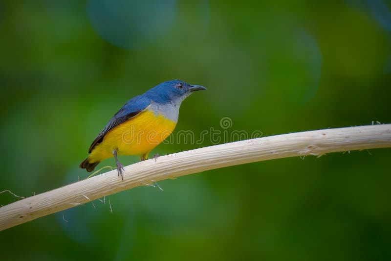 Bird of Cabai Bunga Api Male Stock Image - Image of animal, asian ...