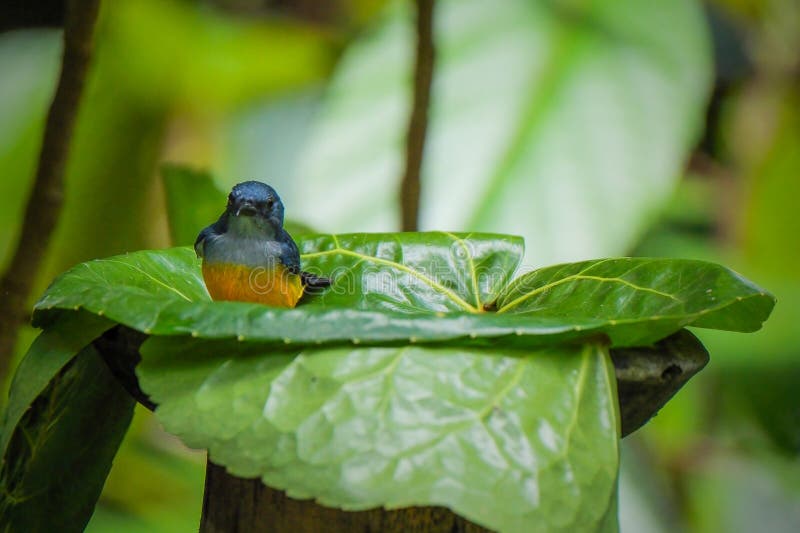 Bird of Cabai Bunga Api Male Stock Image - Image of hutan, hewan: 321812521
