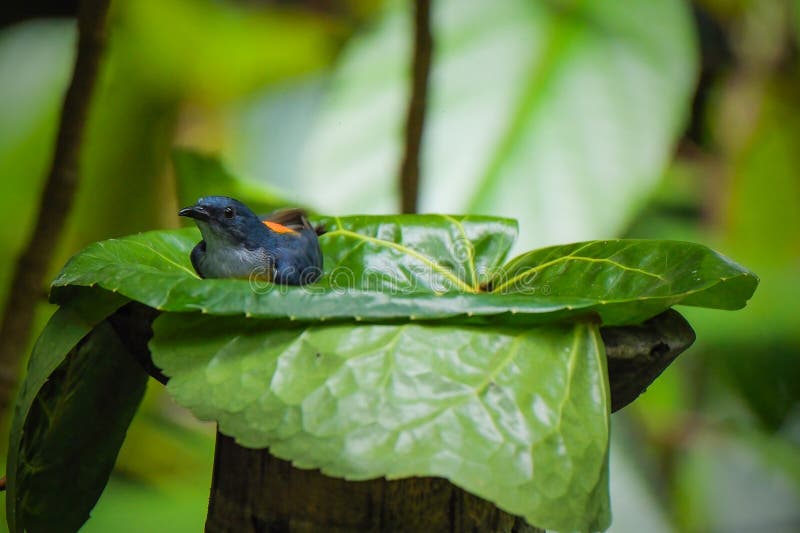 Bird of Cabai Bunga Api Male Stock Photo - Image of hutan, fauna: 321812526