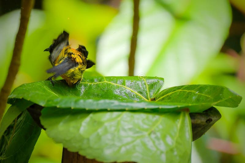 Bunga Api Isolated Stock Photos - Free & Royalty-Free Stock Photos from ...