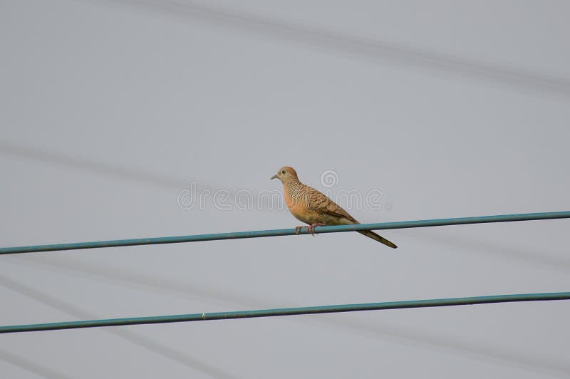 Bird on cable stock photo. Image of nature, animal, cable - 78900642