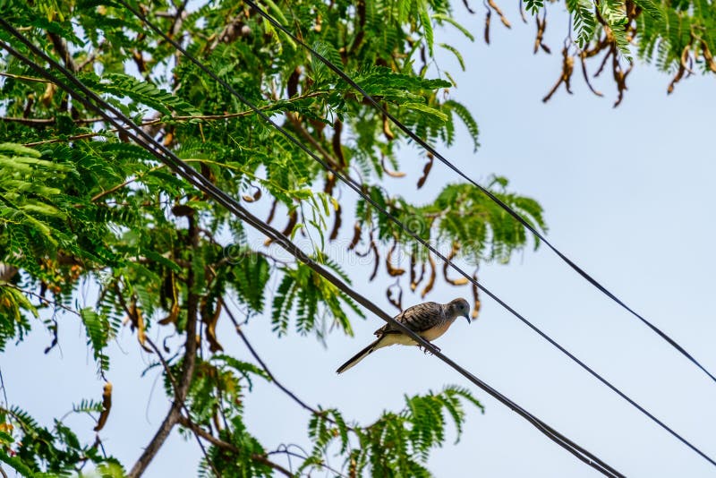 A Bird on Cable Electric Line. Bird Dove Standing Perched on a Stock ...