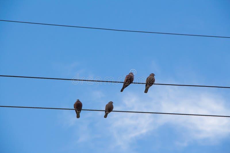Bird on cable line stock image. Image of sparrow, freedom - 66525159
