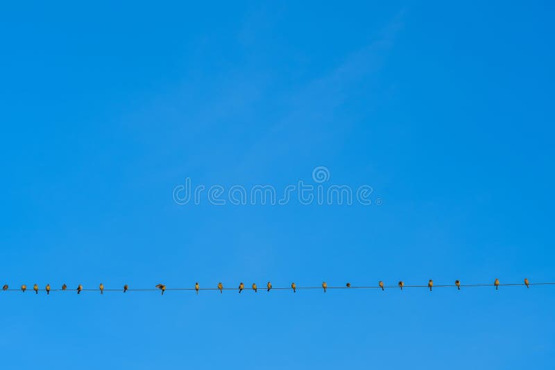 Bird on cable. stock photo. Image of group, cable, nature - 105319648