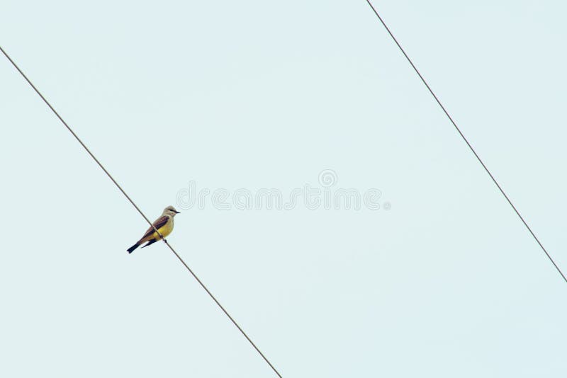 Bird on Cable Wire stock image. Image of power, wires - 117200573