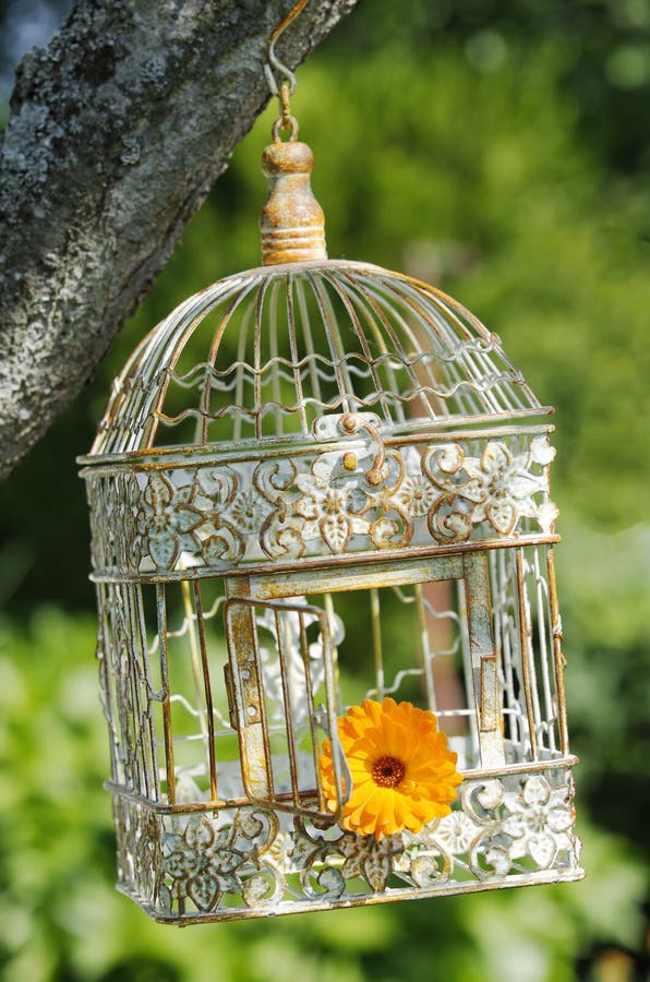 Open Bird Cage stock photo. Image of cell, enclose, detainee - 5123568