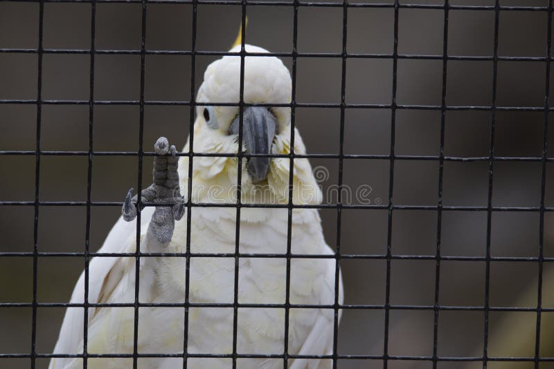 Bird in a cage stock image. Image of freedom, craw, yellow - 180946375
