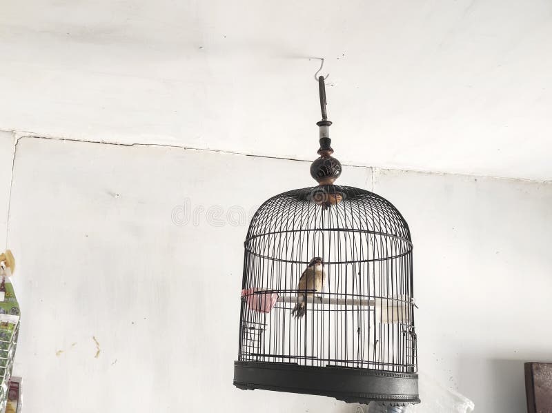 Bird in a cage stock image. Image of wall, room, design - 226927915