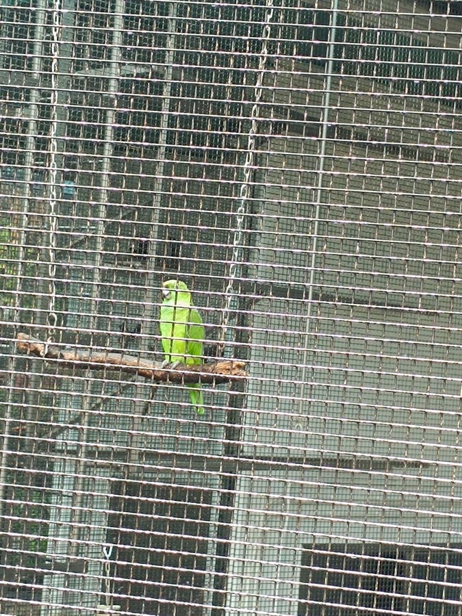 Bird in a Cage Green Colour Stock Image - Image of wall, fence: 277971221