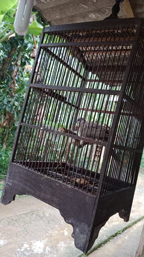 Bird in a Cage Hanging in Front of the House Stock Photo - Image of ...