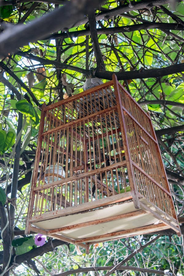 Bird cage hanging. stock photo. Image of bamboo, close - 63192530