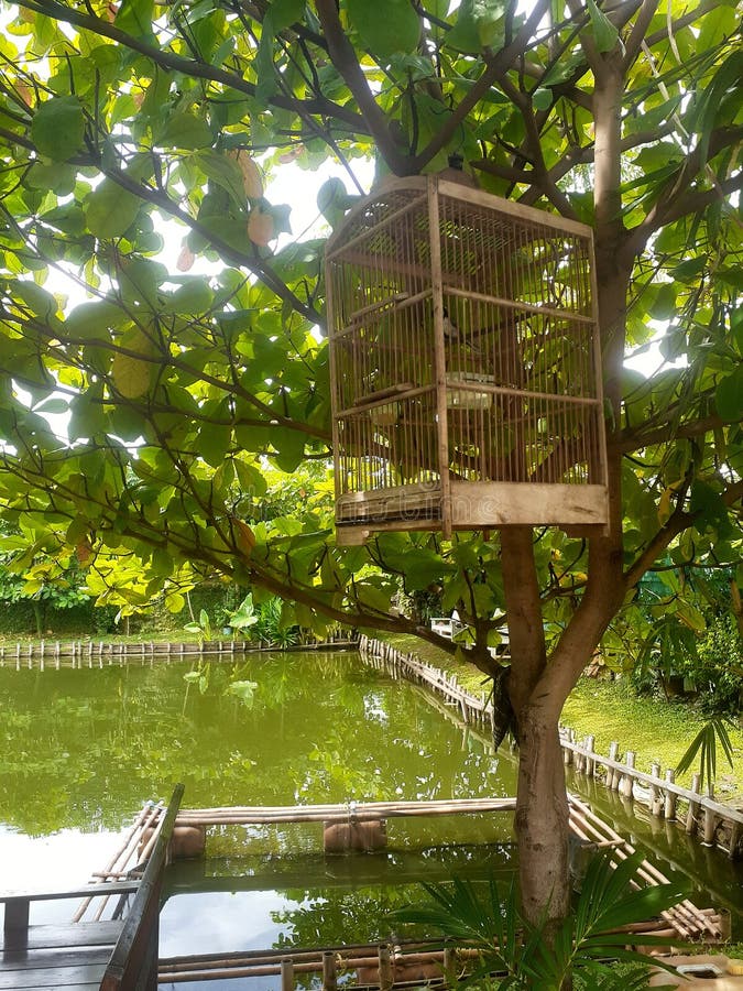 421 Tree Hanging Bird Cage Stock Photos - Free & Royalty-Free Stock ...