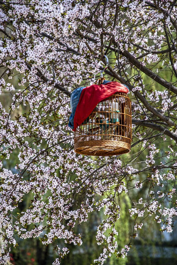 A Bird Cage Hangs in a Tree Stock Photo - Image of nature, bird: 379296726