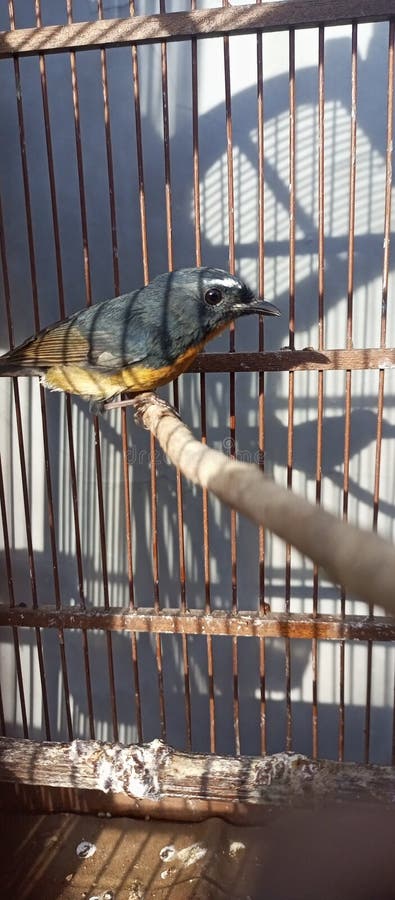 Bird at cage in java stock photo. Image of wood, wall - 273181516