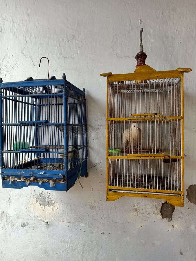 2 Bird cage stock photo. Image of bird, javane, javanes - 288020328