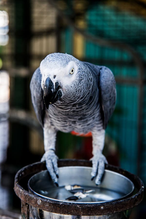 520 Popinjay Bird Stock Photos - Free & Royalty-Free Stock Photos from ...