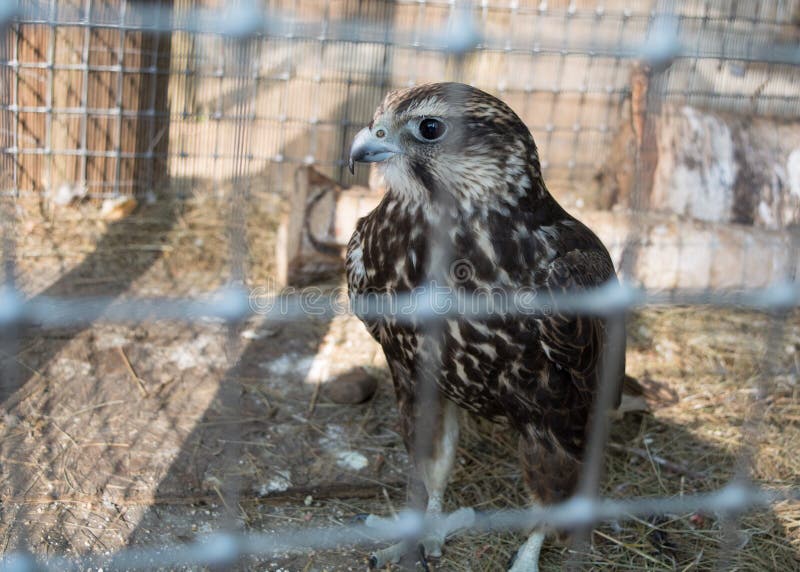 Hawk Cage 2 Stock Photos - Download 310 Royalty Free Photos