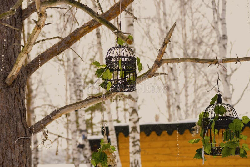 Bird cage on a tree stock image. Image of accessory - 114284871