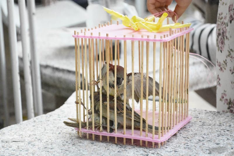 Bird cages stock photo. Image of merit, imprison, hand - 46129838