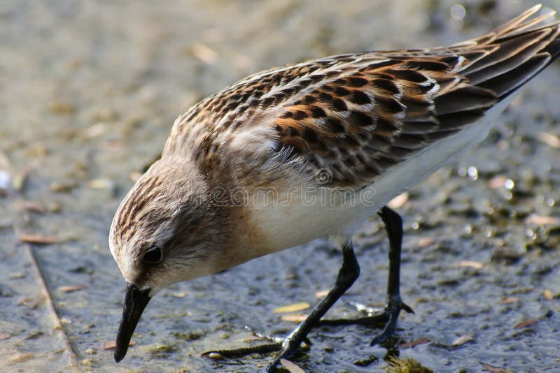 Bird, Calidrid, Sandpiper, Beak Picture. Image: 112120403
