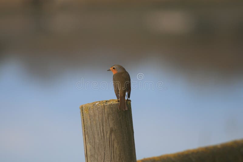 Bird stock image. Image of animals, calm, wood, brown - 102341181