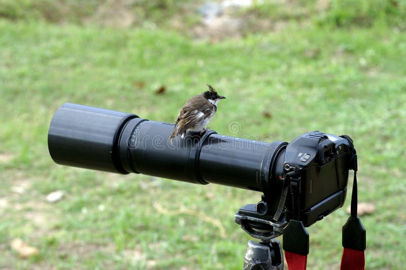 Bird On Camera stock image. Image of feathers, songbirds - 3921961