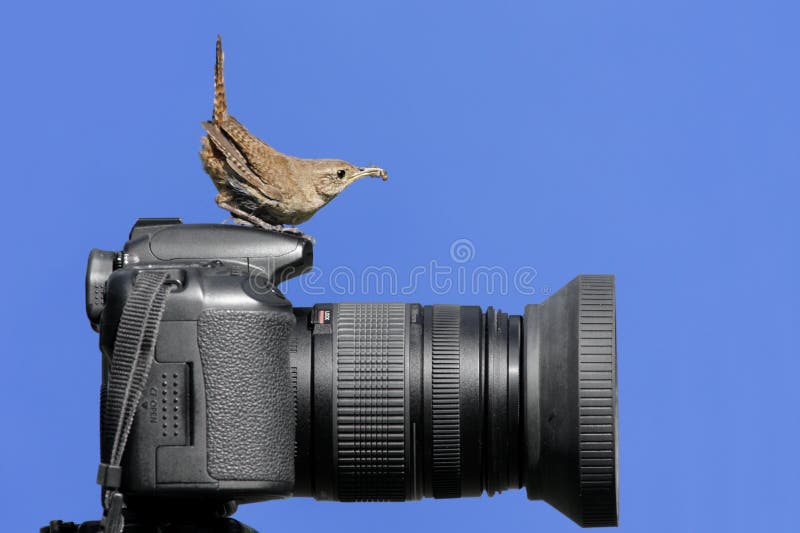 Bird on a Camera stock photo. Image of fauna, nature, camera - 5211226