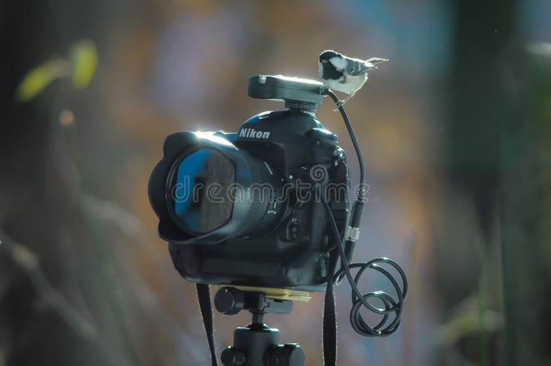Bird On Camera stock image. Image of feathers, songbirds - 3921961