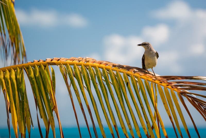 Bird in Cancun stock photo. Image of tree, journey, green - 57749982